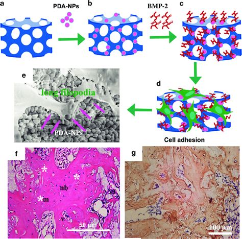 Polydopamine Nps Functionalized On Porous Scaffolds For Bmp 2 Download Scientific Diagram
