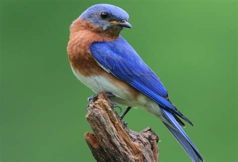 46 Types Of Birds In Alabama With Pictures And Identification