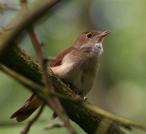 Nightingale Cheyenne Mitchell