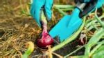 How To Plant Grow And Care For Red Onions