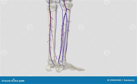 The Deep Venous System Of The Calf Includes The Anterior And Posterior