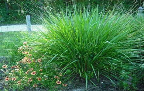 Dwarf Fakahatchee Grass Bella Jardins Boutique