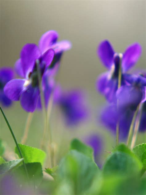 Violets Wallpapers 4 Images Wallpapercat