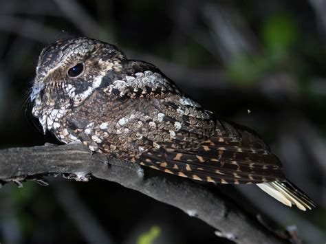 Puerto Rican Nightjar Ebird