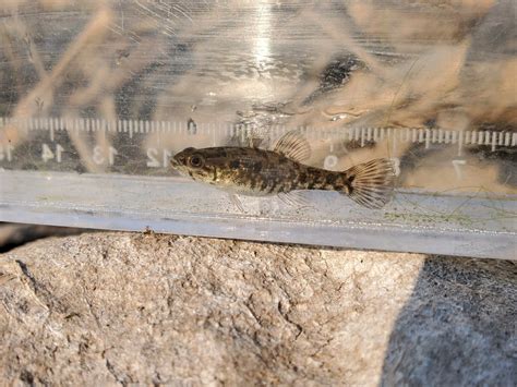 Ophionox on Twitter 大鳞副泥鳅 Misgurnus dabryanus 棒花鱼 Abbottina rivularis