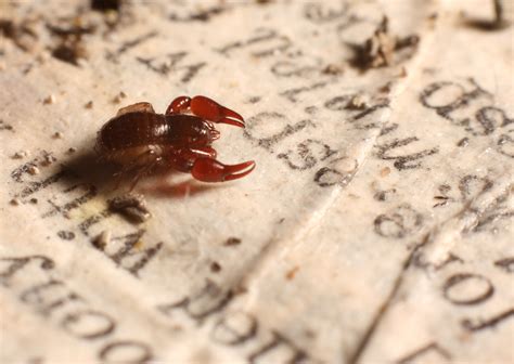 Pseudoscorpion Anatomy