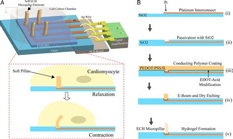 Soft Conductive Micropillar Electrode Arrays For Biologically Relevant Electrophysiological