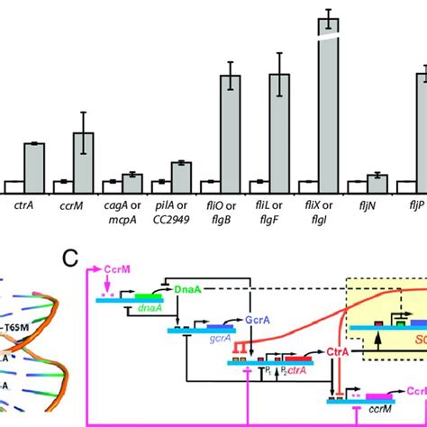 Scip Is An Integral Component Of The Core Circuit That Controls Cell Download Scientific