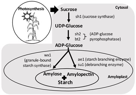 Carbohydrate Metabolism In Plant Synthesis And Catabolism Of Sucrose