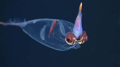 Peacock Squid • Mbari