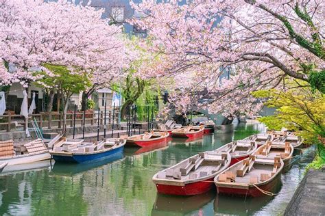 Dazaifu Yanagawa River Cruise And Strawberry Picking From Fukuoka The Abroad Guide