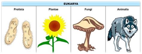 Lecture 20 Plant Structure And Function Flashcards Quizlet
