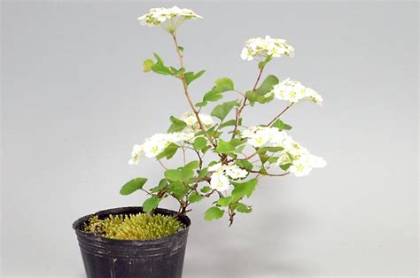 ミツデイワガサVみつでいわがさ三つ手岩傘花もの盆栽の販売と育て方作り方