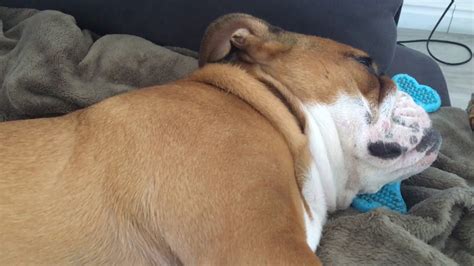 English Bulldog How Loud Can I Snore Youtube