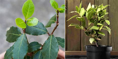 Growing A Bay Leaf Tree In A Pot A Comprehensive Guide To Cultivating