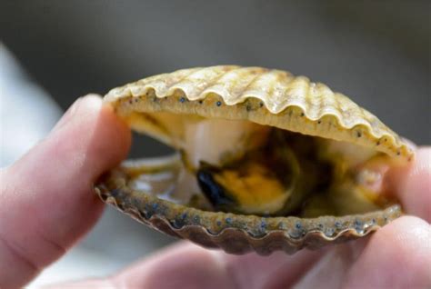 Scallops Face At Sandra Karcher Blog