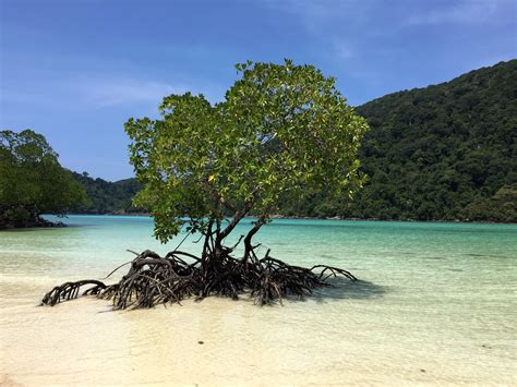 Visita Surin Scopri Il Meglio Di Surin Tailandia Nel 2023 Viaggia Con Expedia