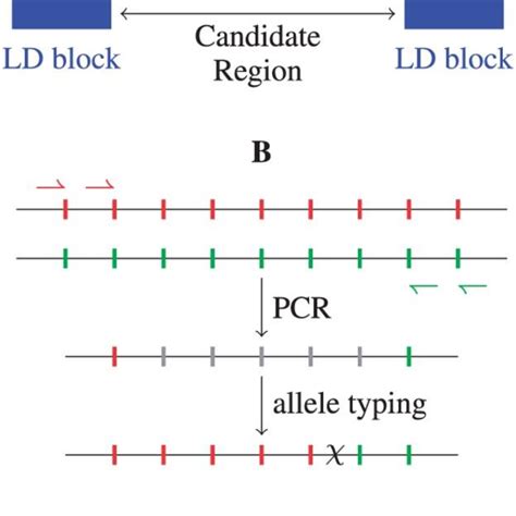 Crossover Detection By Sperm Typing A Pre Pcr Steps Consisting Of Download Scientific