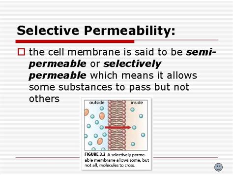 The Cell Membrane Cell Membrane O Forms A