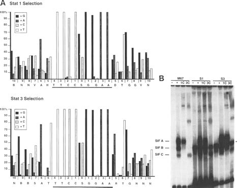 Figure 1 From A Stat Protein Domain That Determines Dna Sequence