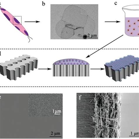 Preparation And Performance Of The Asymmetric Membrane A Download Scientific Diagram