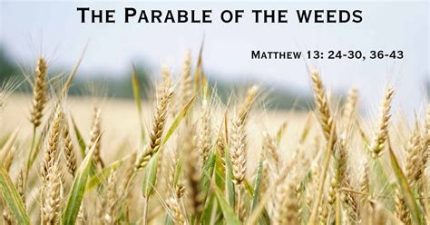 The Parable Of The Weeds Tagalog