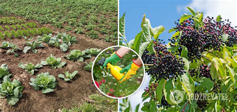 Як позбутися гусениць кліщів і тлі на городі лайфхак Oboz Ua