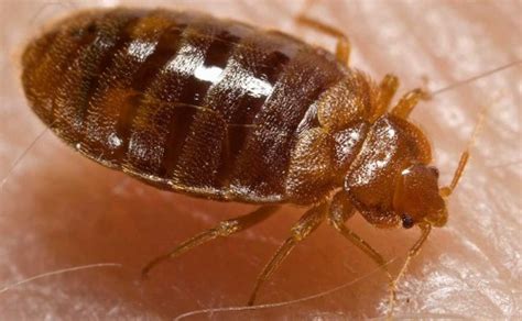 Psocids Booklice Enviroguard Pest Control