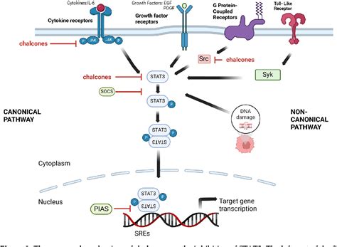Figure from Targeting STAT and NF κB Signaling Pathways in Cancer Prevention and Treatment