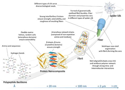 Frontiers Recent Advances In Development Of Functional Spider Silk