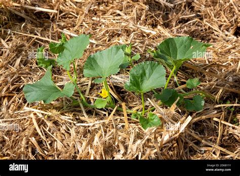 A Young Organic Cantaloupe Or Charentais Melon Plant Cucumis Melo Var Cantalupensis Growing