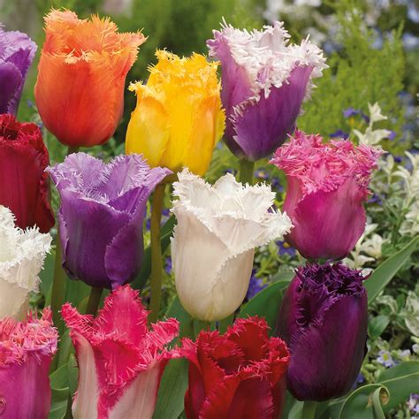 Tasc Flower Bulbs Tulip Fringed Assorted 20 Bulbs The Home Depot Canada