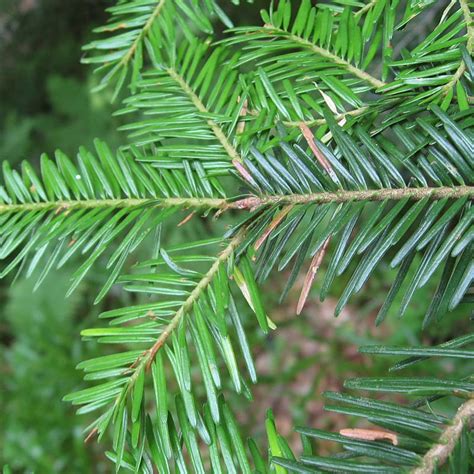 Fir Trees Types And Varieties