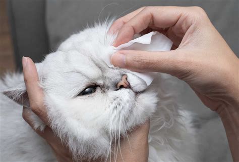 7 Most Common Cat Eye Problems A Z Animals