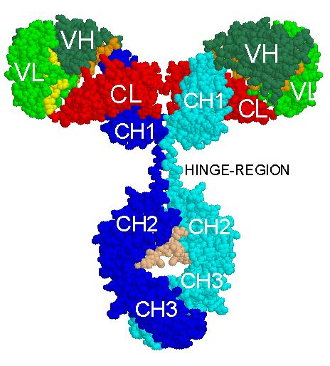 Imgt Web Resources Imgt Education
