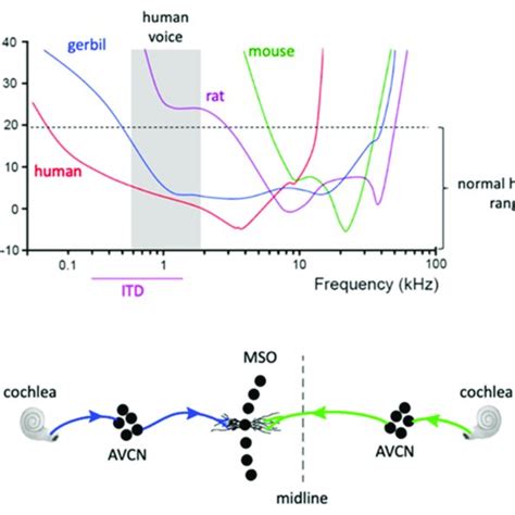 Human Like Hearing Ability And Auditory Brainstem Circuit In Mongolian