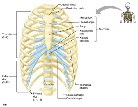 382 Respiratory Thorax And Lungs Flashcards Quizlet