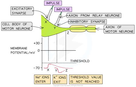 Synaptic Transmission A Level Biology Revision Notes
