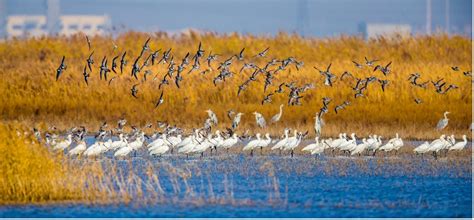 Discovering Population Dynamics And Community Interactions Of Migratory Birds By Individual