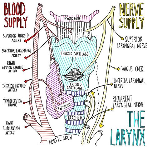 Atlas Anatomy Of The Larynx