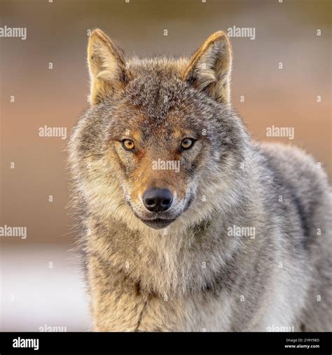 Eurasian Wolf Canis Lupus Lupus Also Known As The Common Wolf Is A