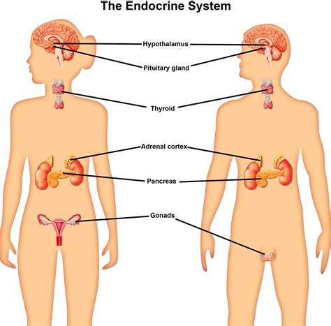Endocrine System Organs List