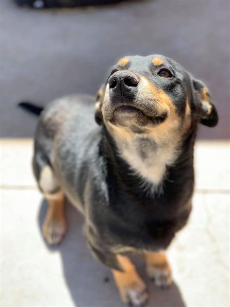 🥰🥰 Have You Seen Tucker This Denkai New Mexico Facebook