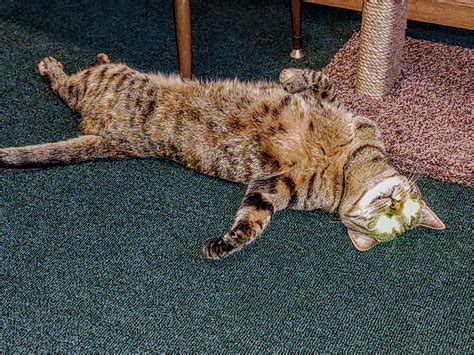 Fully Charged But Needs Some Minor Assembly Scrolller