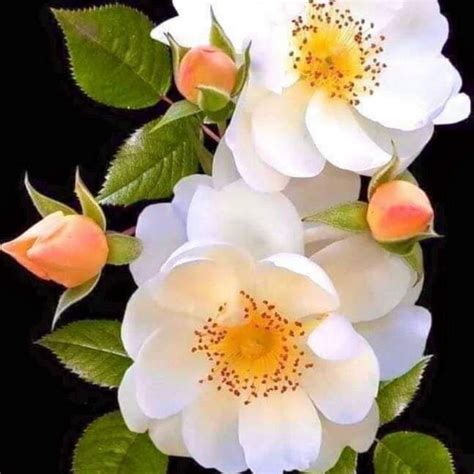 Mostafa Ramadan Youtube