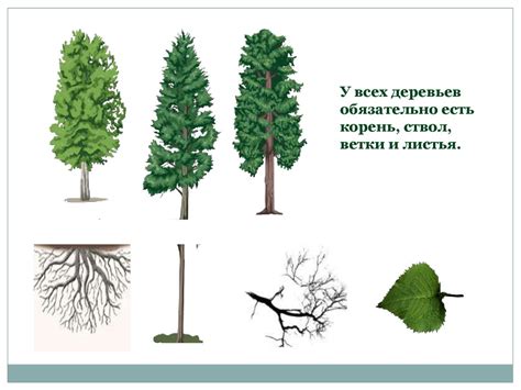 Деревья Лиственные и хвойные деревья презентация онлайн