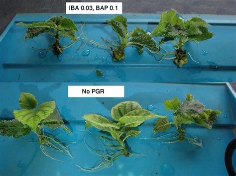 Comparison Of Rooting In Actinidia Chinensis Var Chinensis ‘zes006