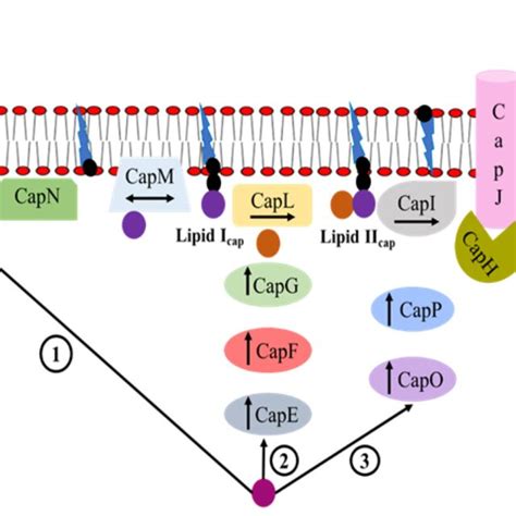 Figure Cascade Of Capsule Biosynthesis The Pathway For Capsule Cp