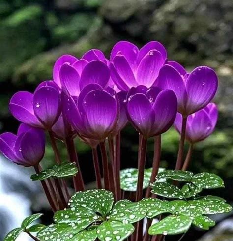 თბილისის მე 100 საბავშვო ბაღი ჯგუფი იები