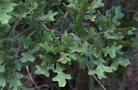 36 Different Types Of Oak Trees Their Identifying Features